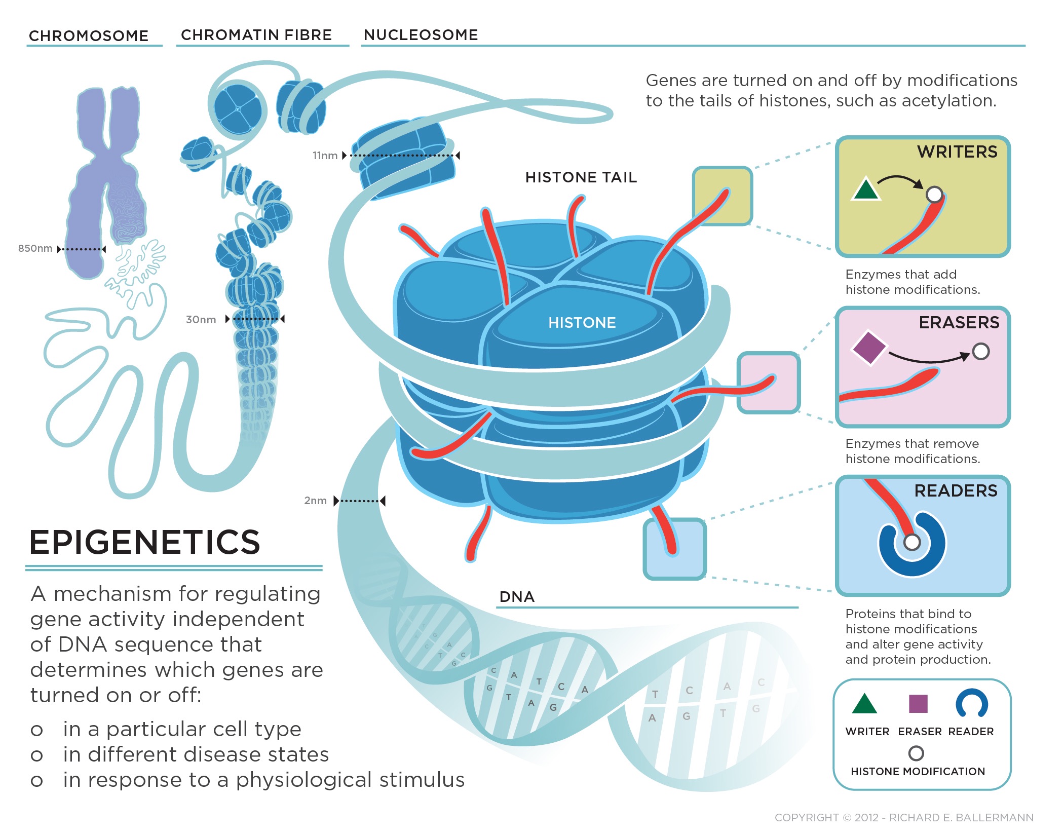 What is Epigenetics? - zenithepigenetics What is Epigenetics? - zenithepigenetics